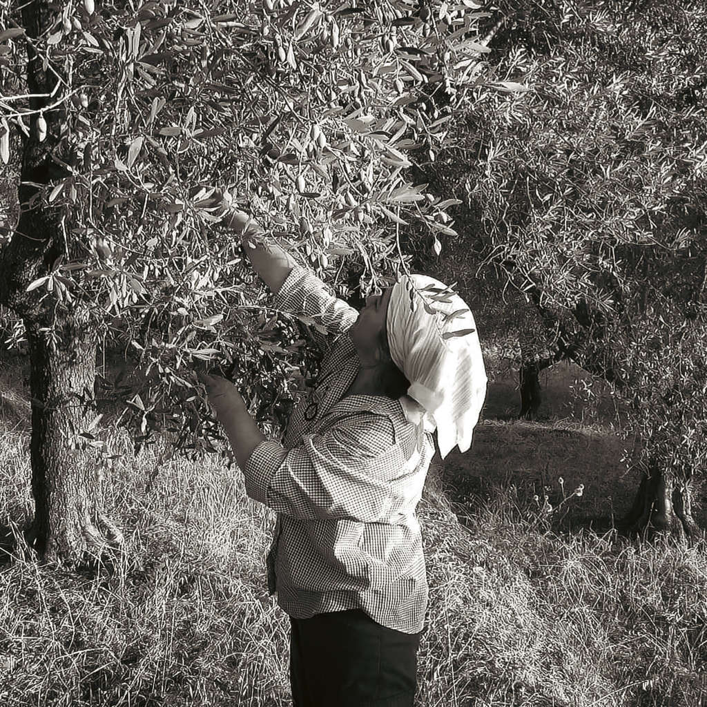 j.Grove – Zaatar Road